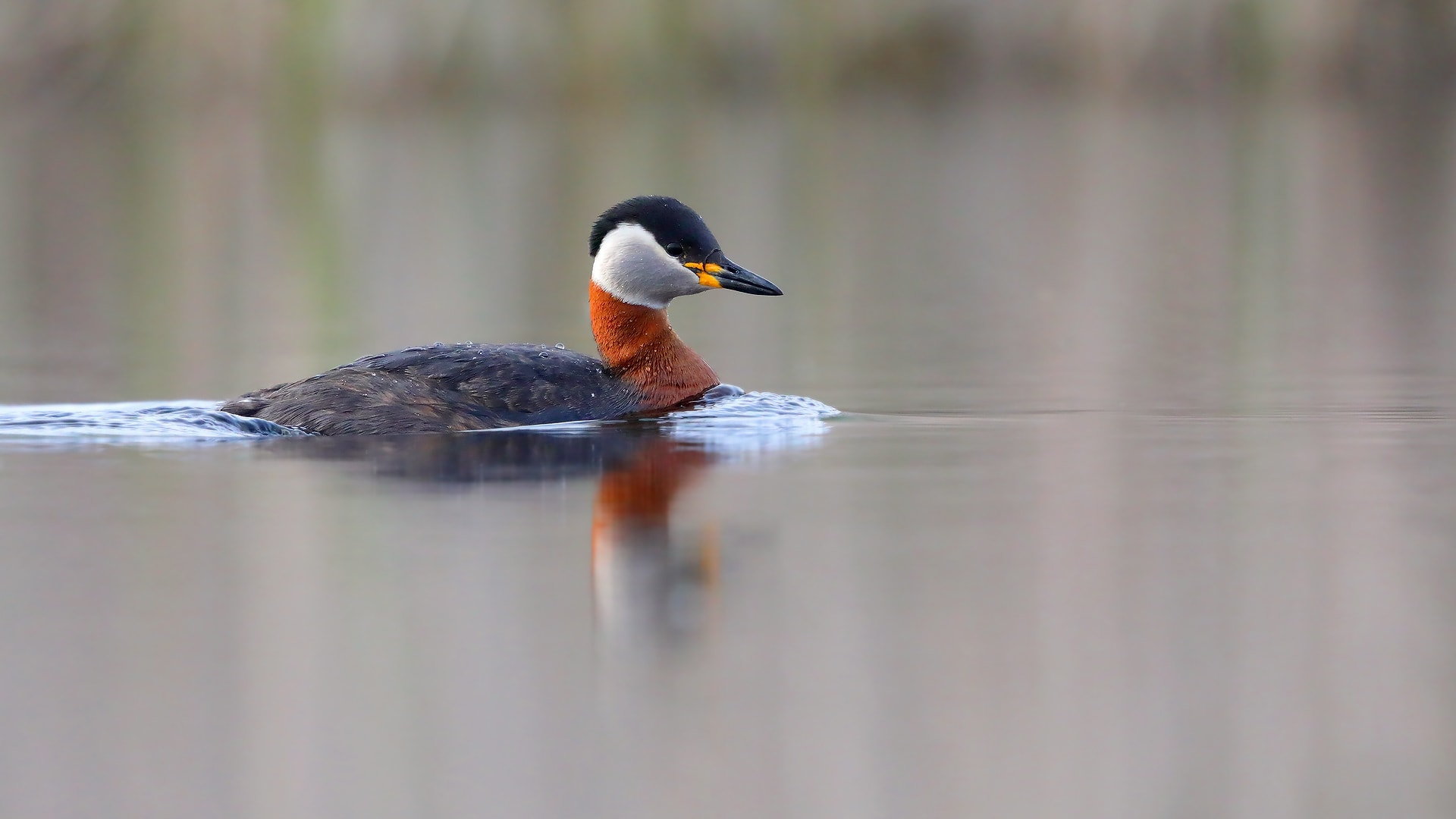 Red-necked Grebe by Kit Day - BirdGuides