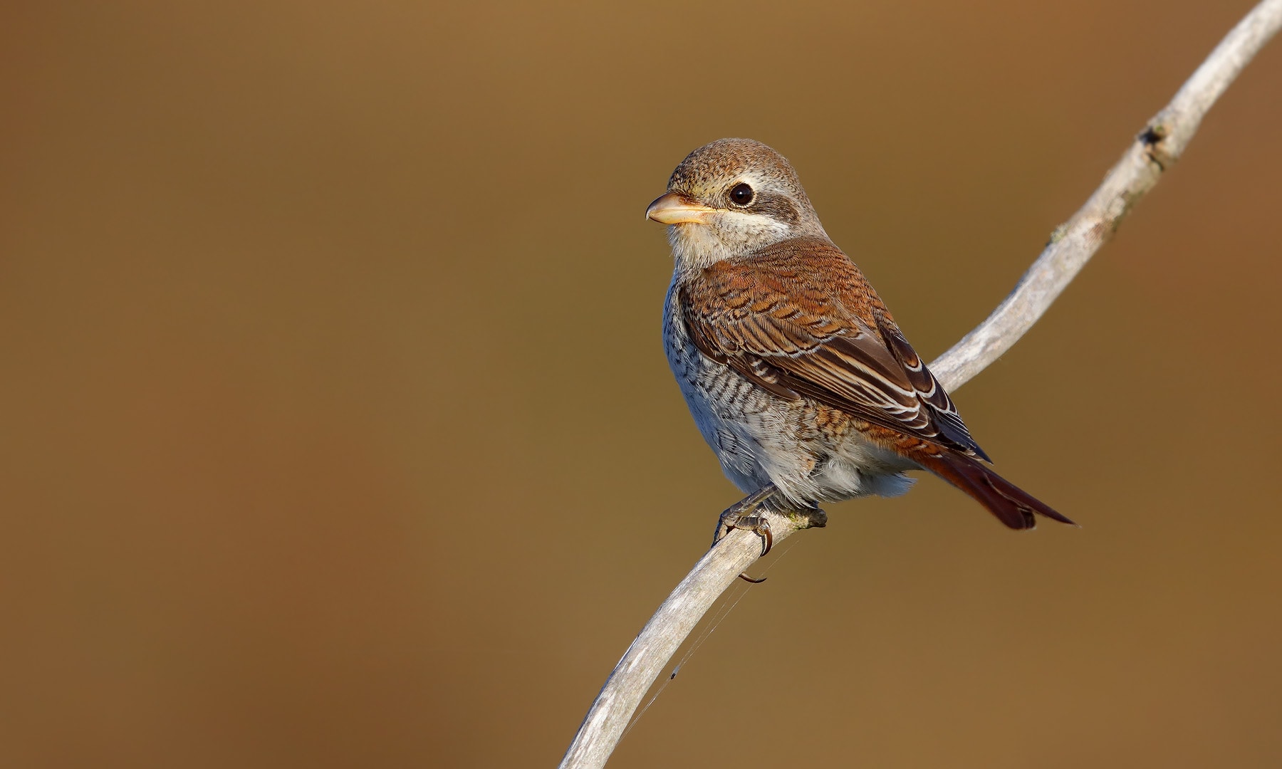 Red-backed Shrike by Kit Day - BirdGuides