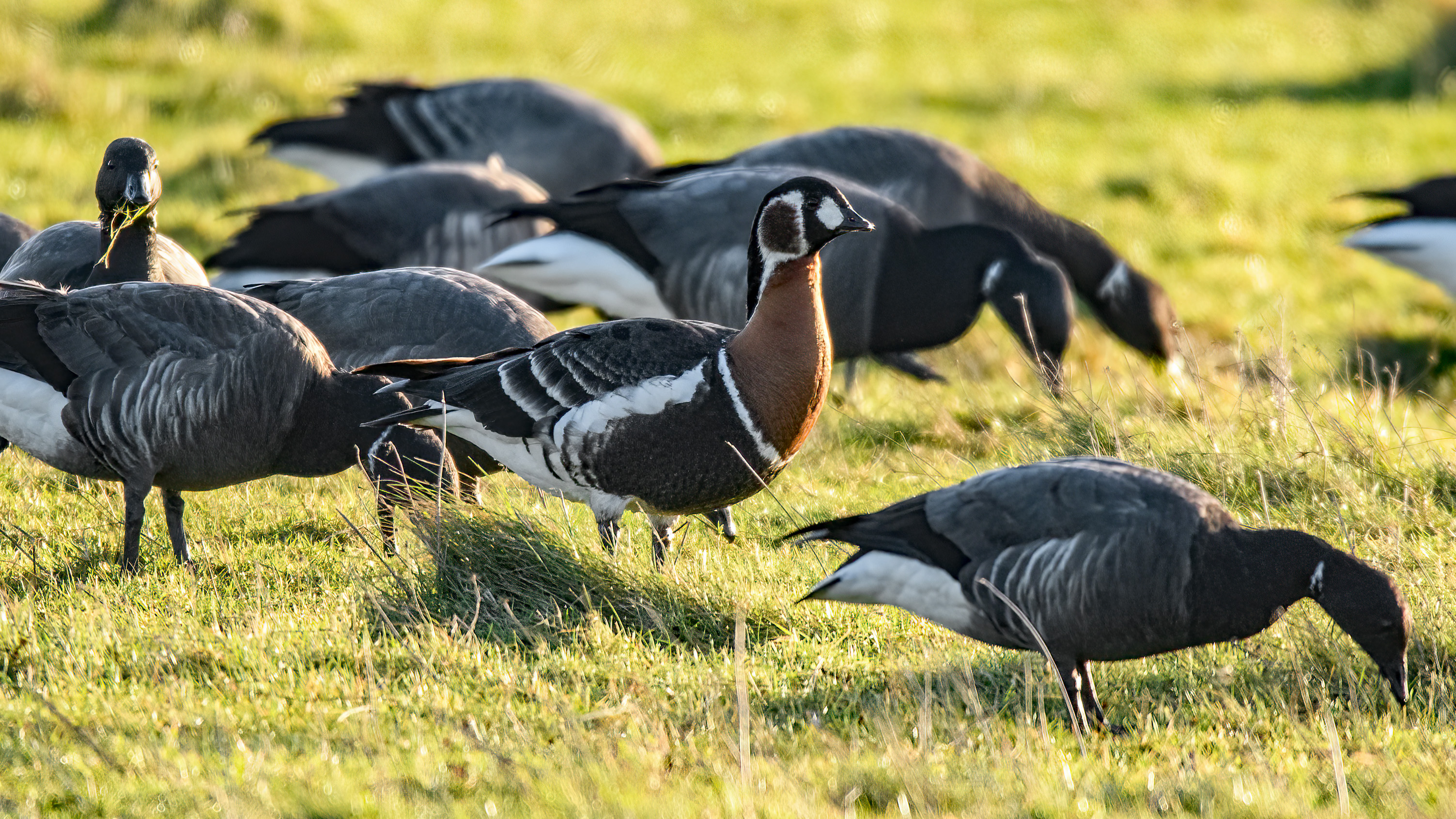 Red-breasted Goose by Andy Thompson - BirdGuides