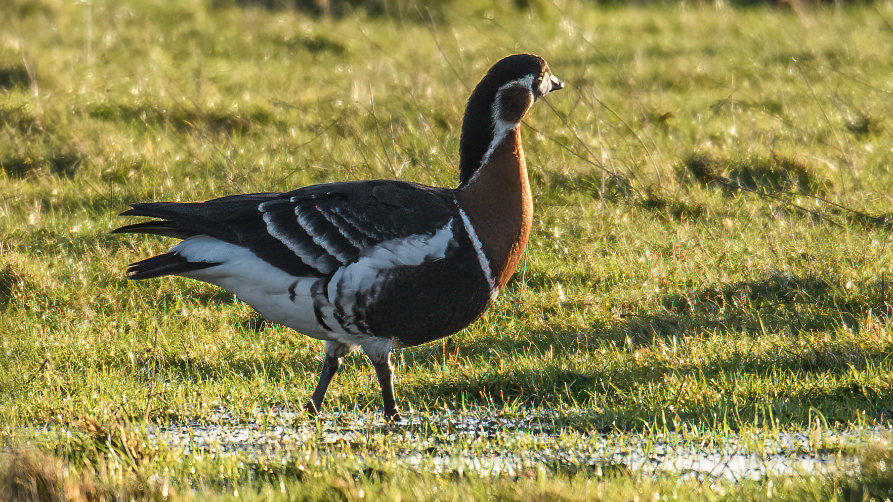 Red-breasted Goose by Andy Thompson - BirdGuides