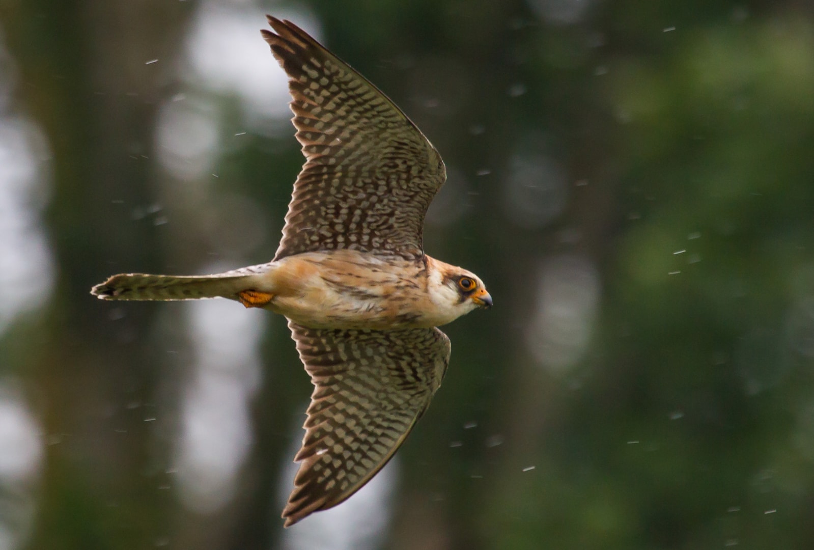 Red-footed Falcon by Chris Griffin - BirdGuides