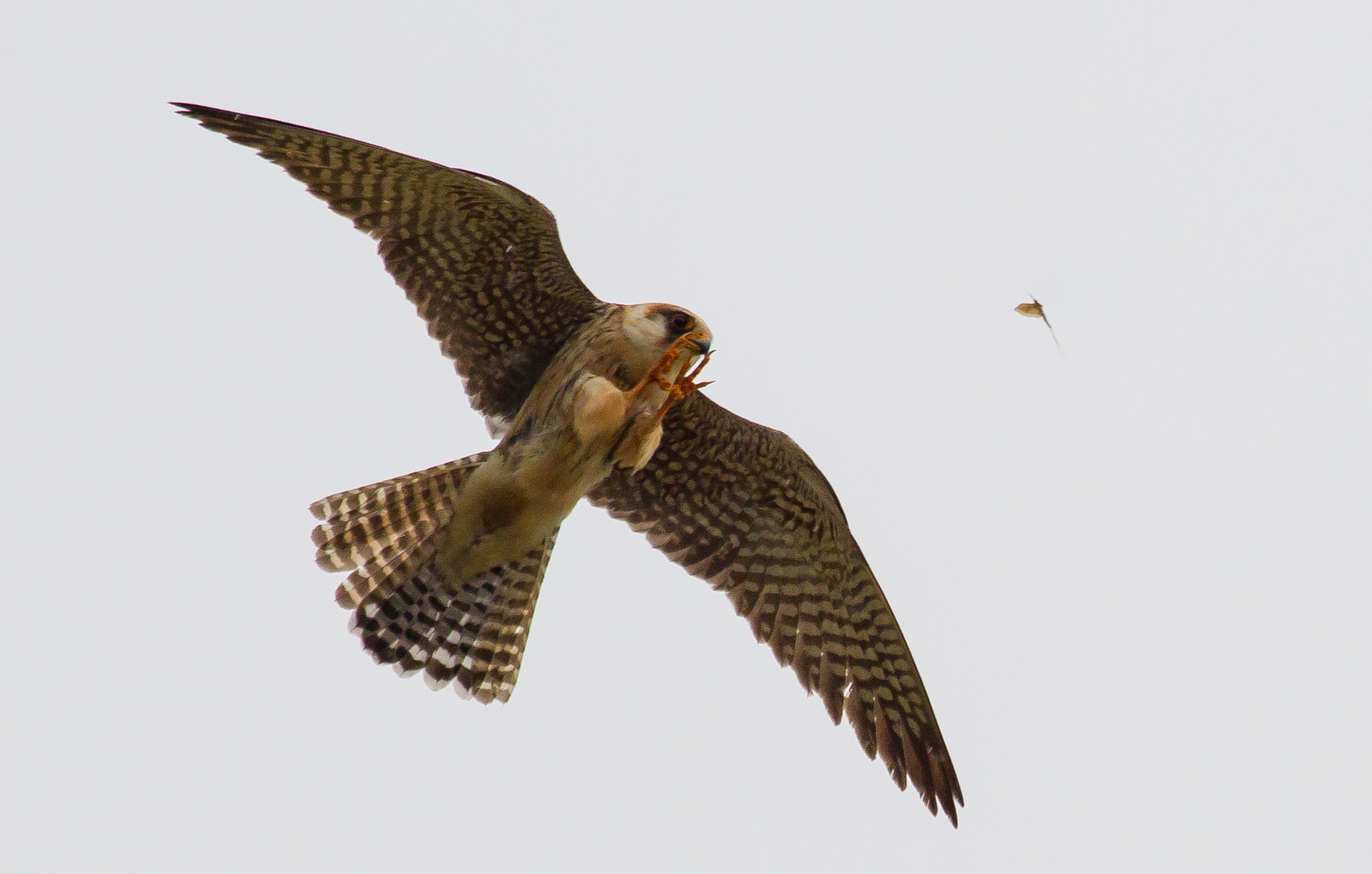 Details : Red-footed Falcon - BirdGuides