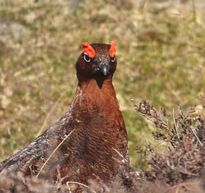 Red Grouse by Jarrow birder - BirdGuides