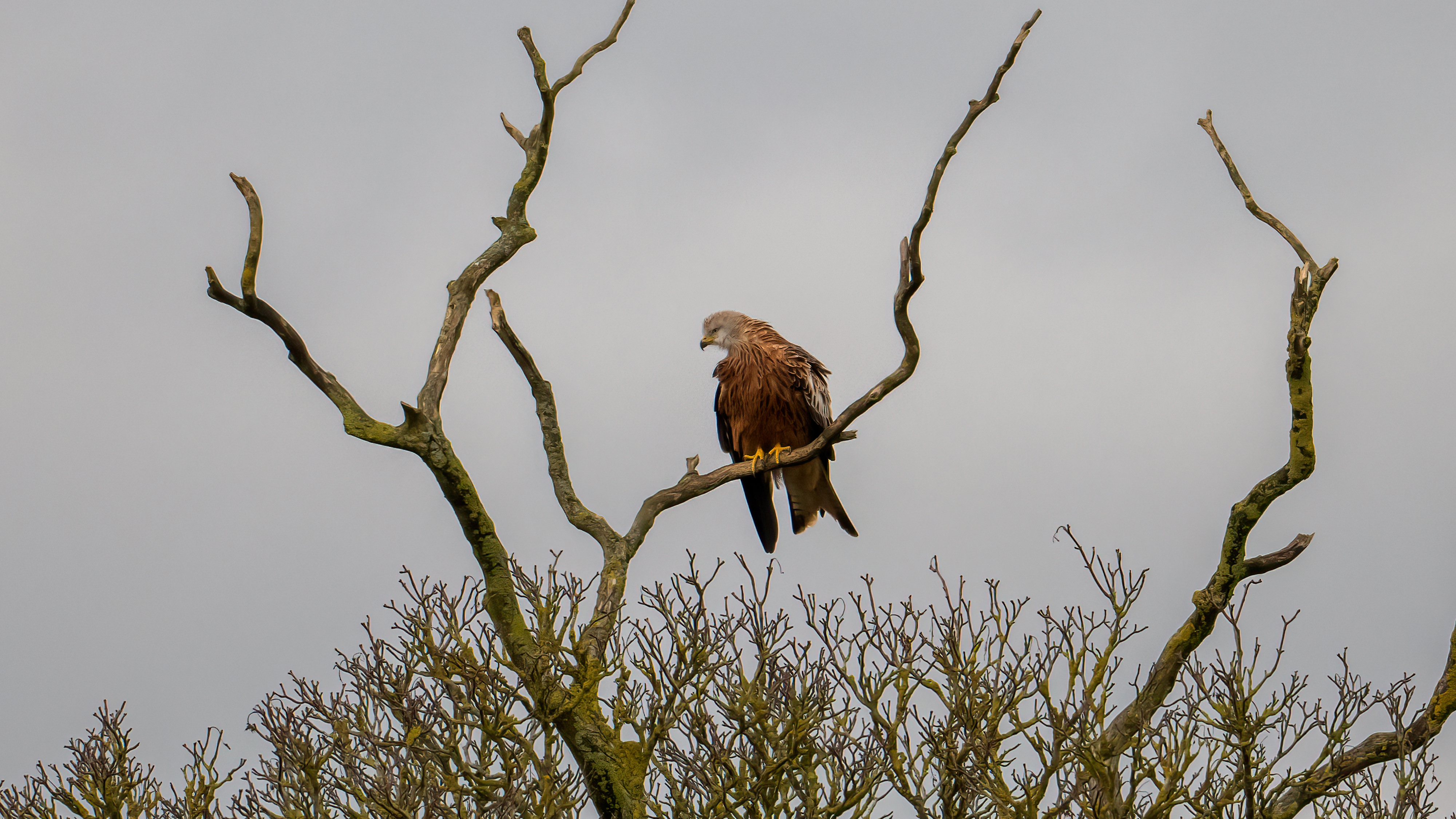 Red Kite by Andy Thompson - BirdGuides