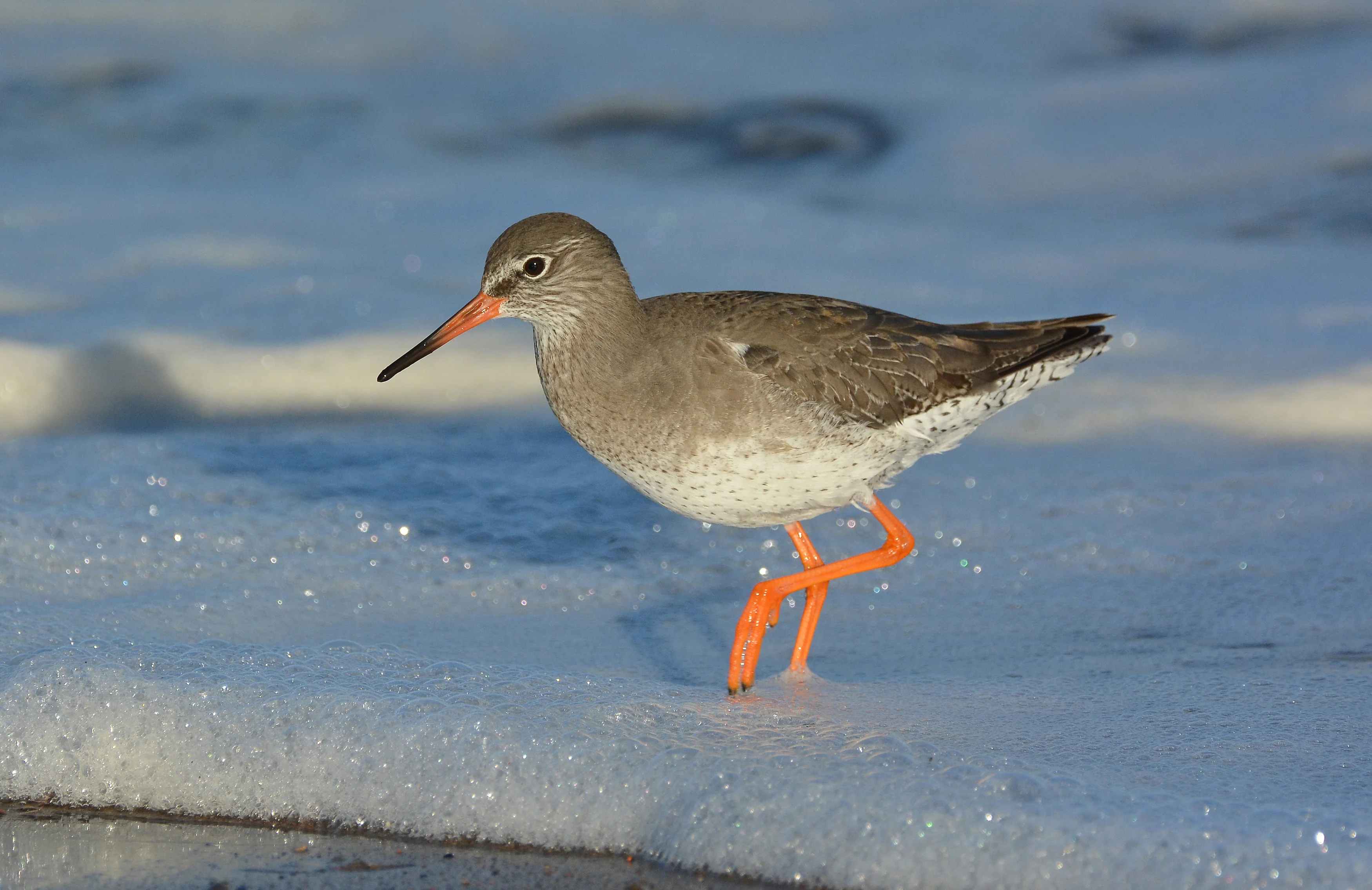 Details : Common Redshank - BirdGuides
