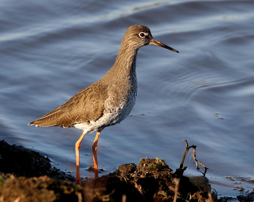 Common Redshank by John Derick Elvidge - BirdGuides