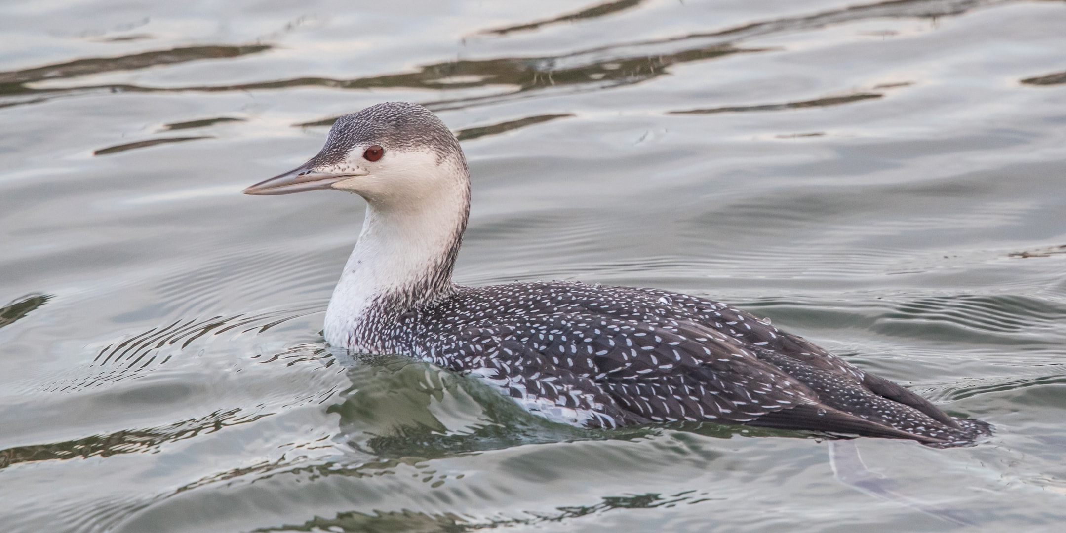 Red-throated Diver by Peter Garrity - BirdGuides