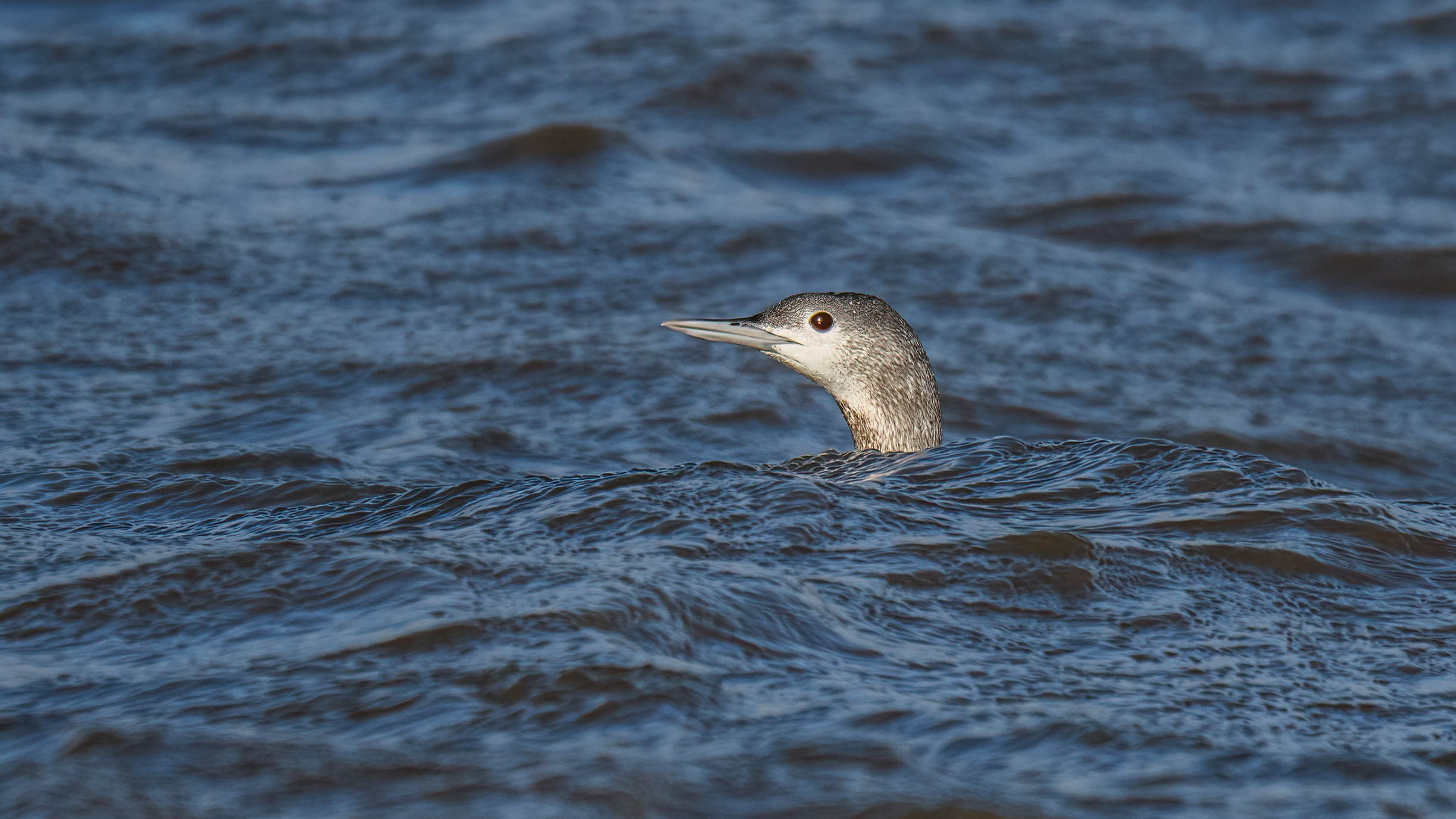 Red-throated Diver by Andy Thompson - BirdGuides