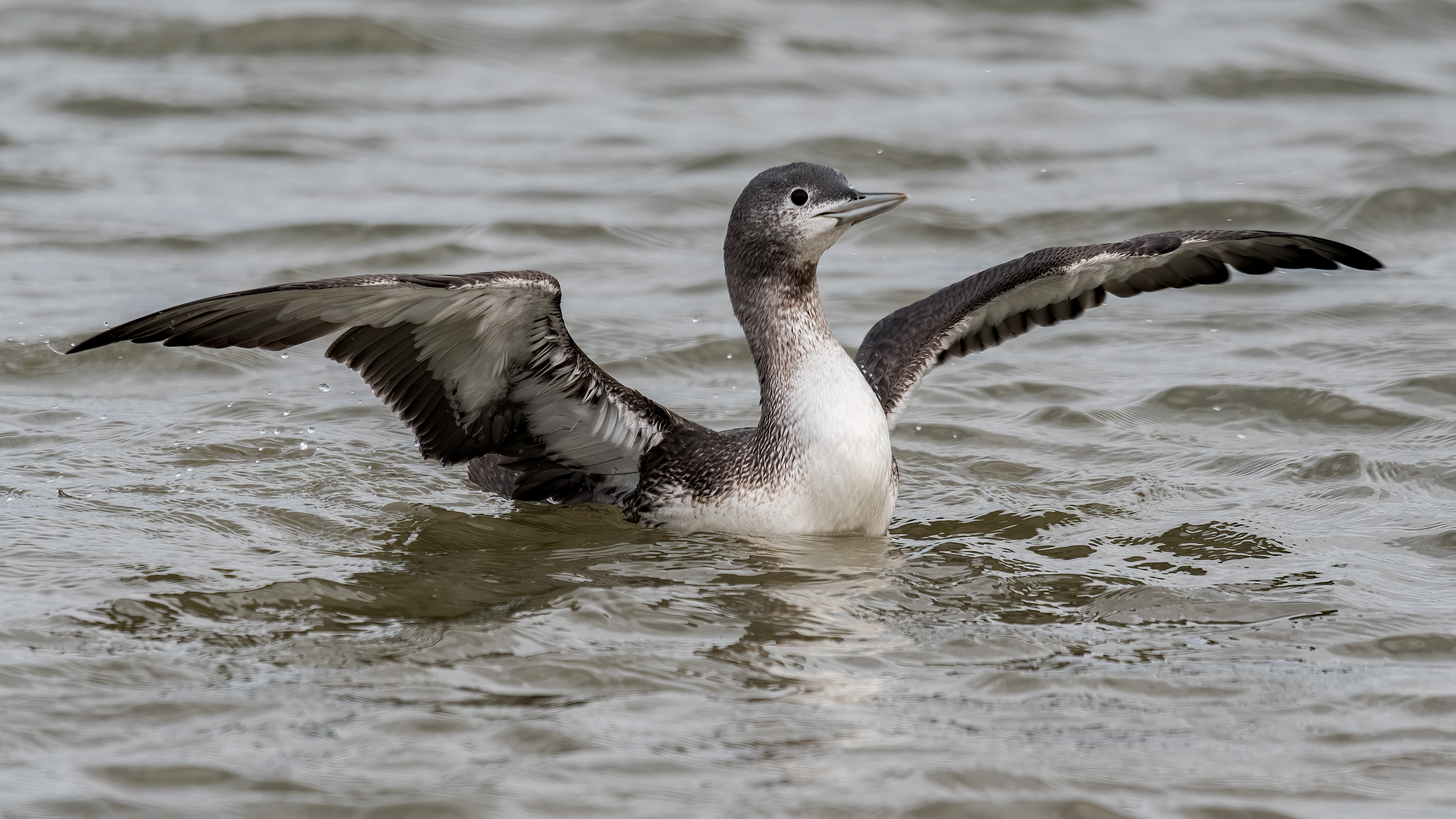 Red-throated Diver by Andy Thompson - BirdGuides
