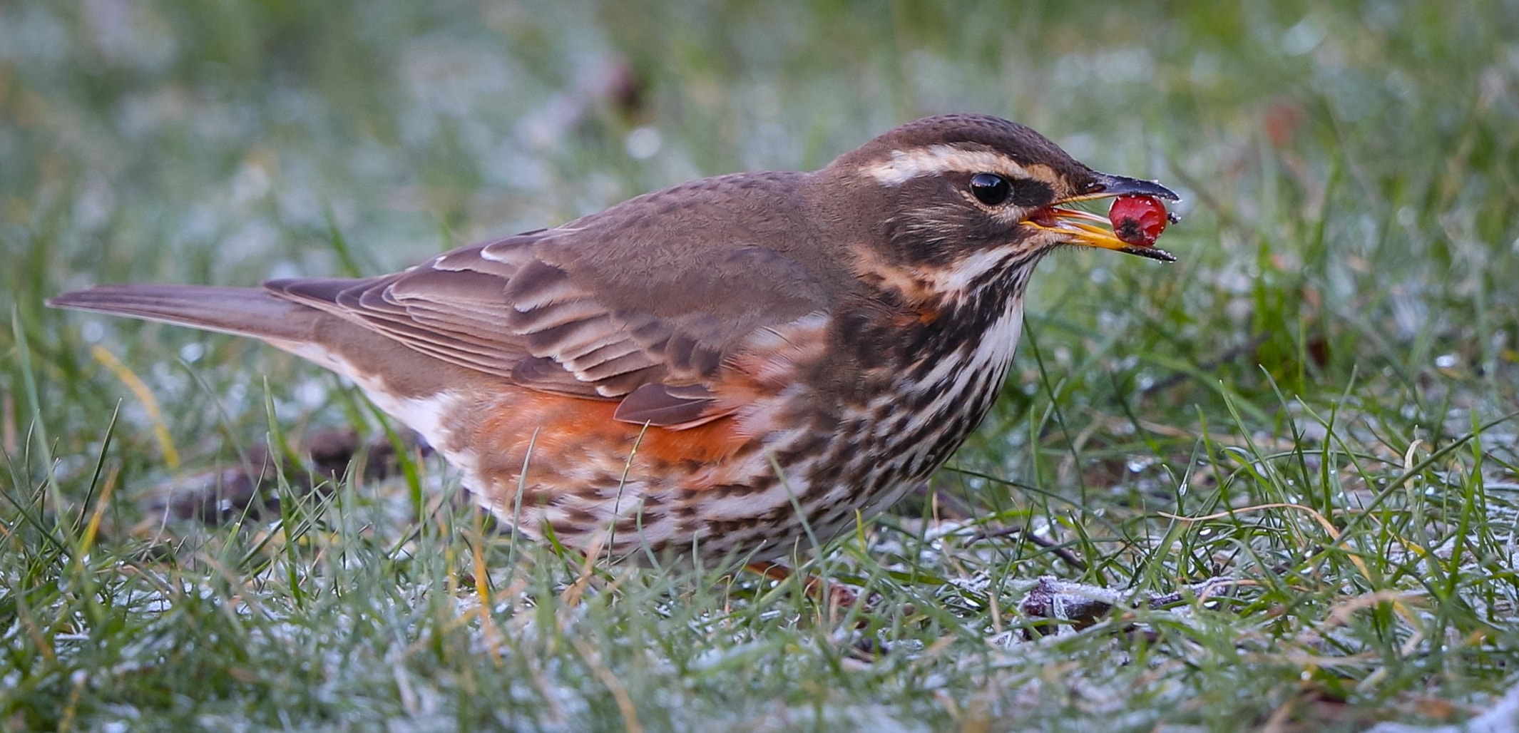 Redwing by Peter Garrity - BirdGuides