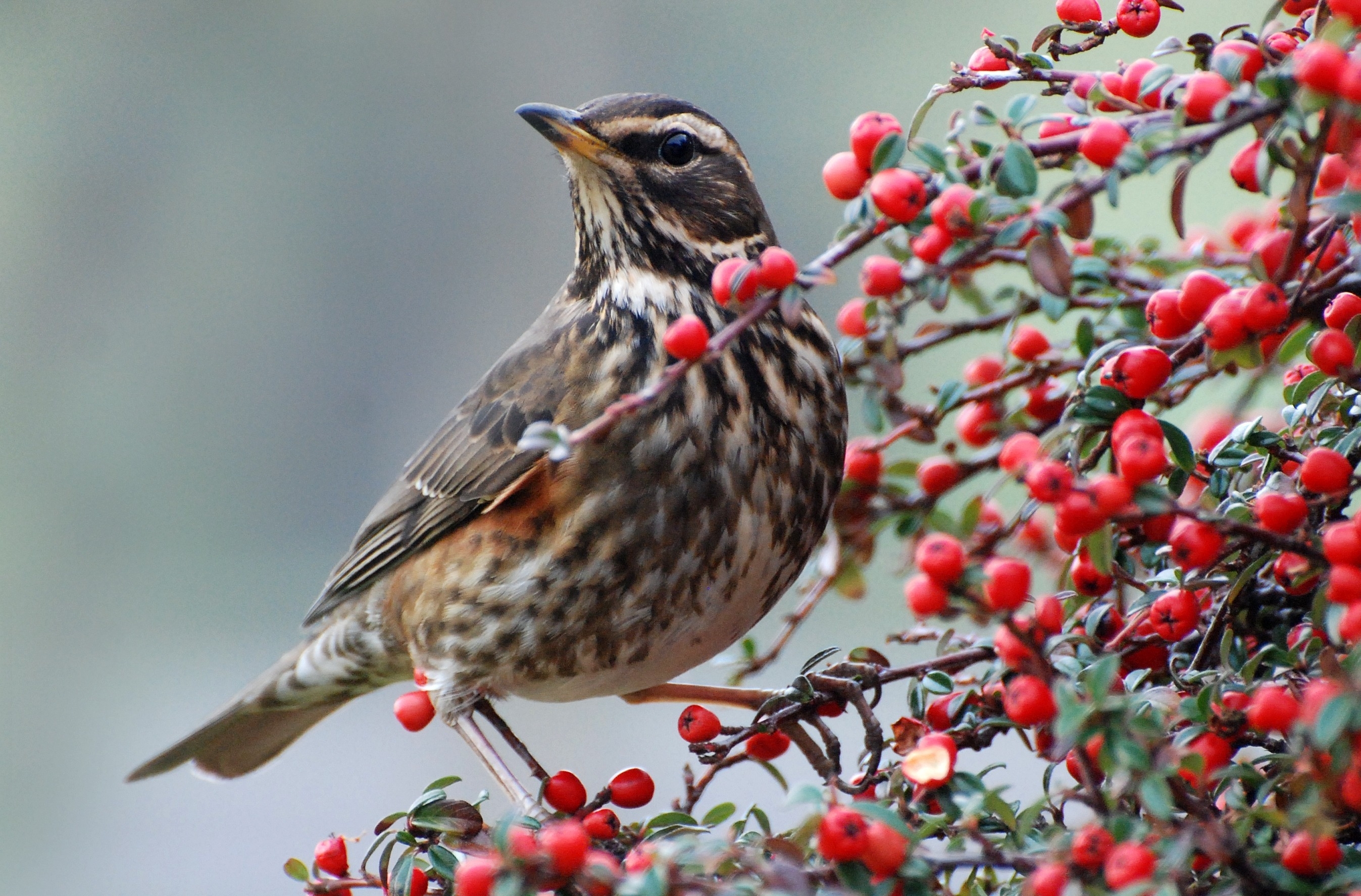 Redwing by Andrew Scott - BirdGuides
