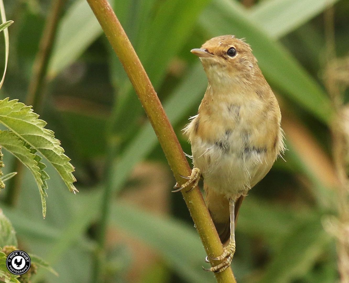 Reed Warbler by Nick Truby - BirdGuides