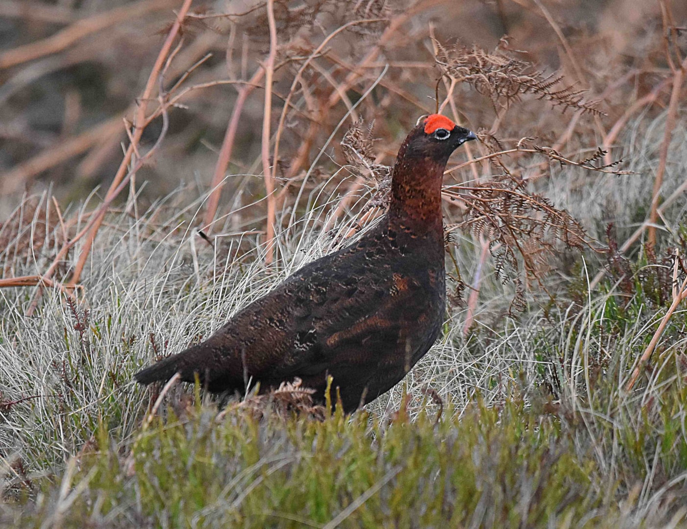 Red Grouse by Dave Ward - BirdGuides