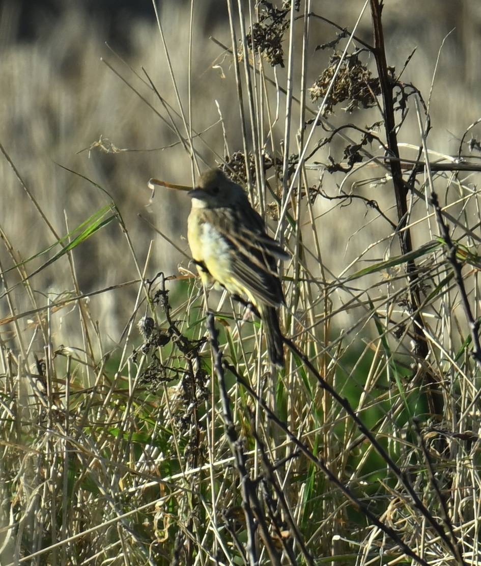 Red-headed Bunting by Roger Hackney - BirdGuides