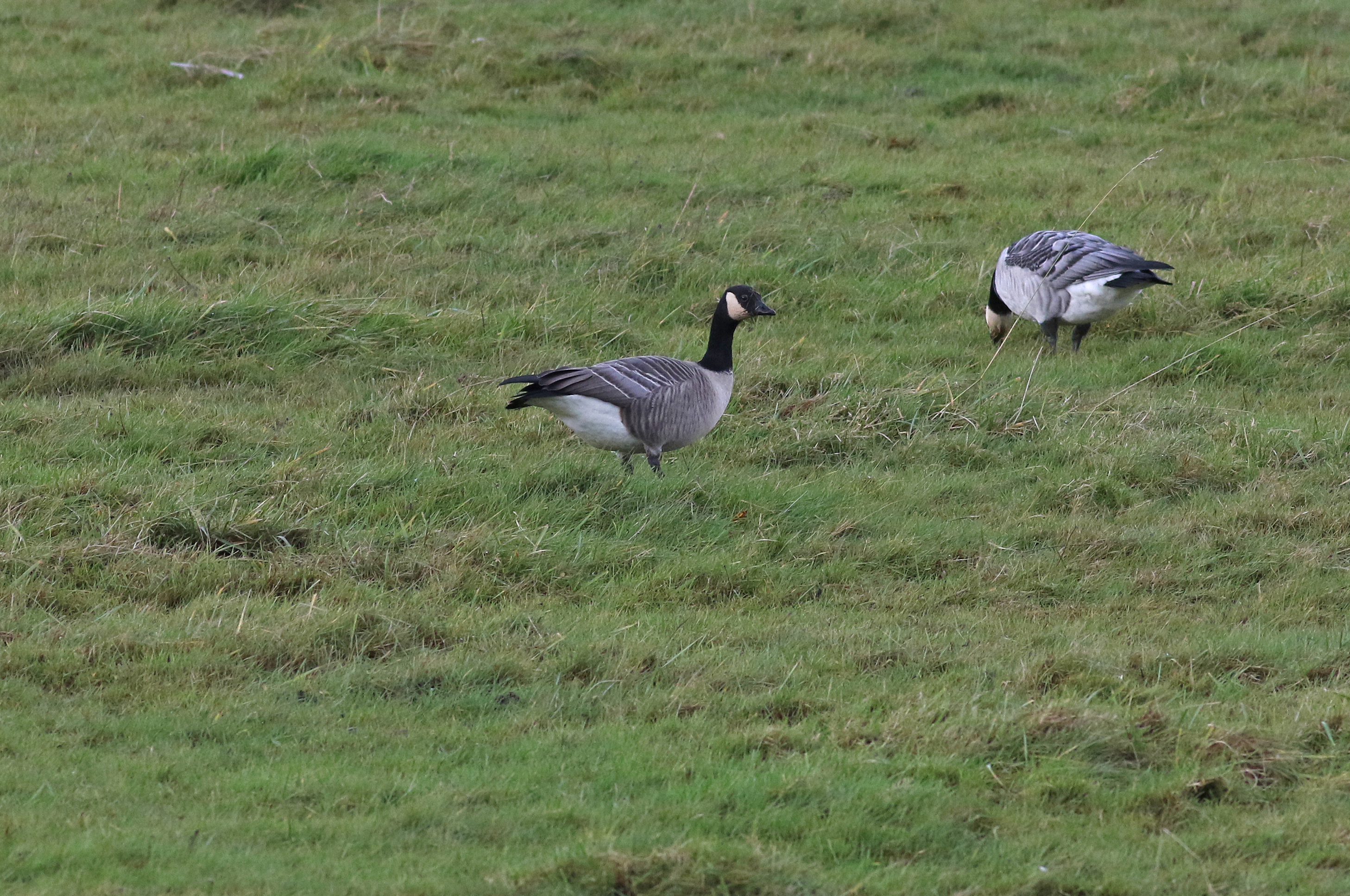 Richardson's Cackling Goose by Nick Franklin - BirdGuides