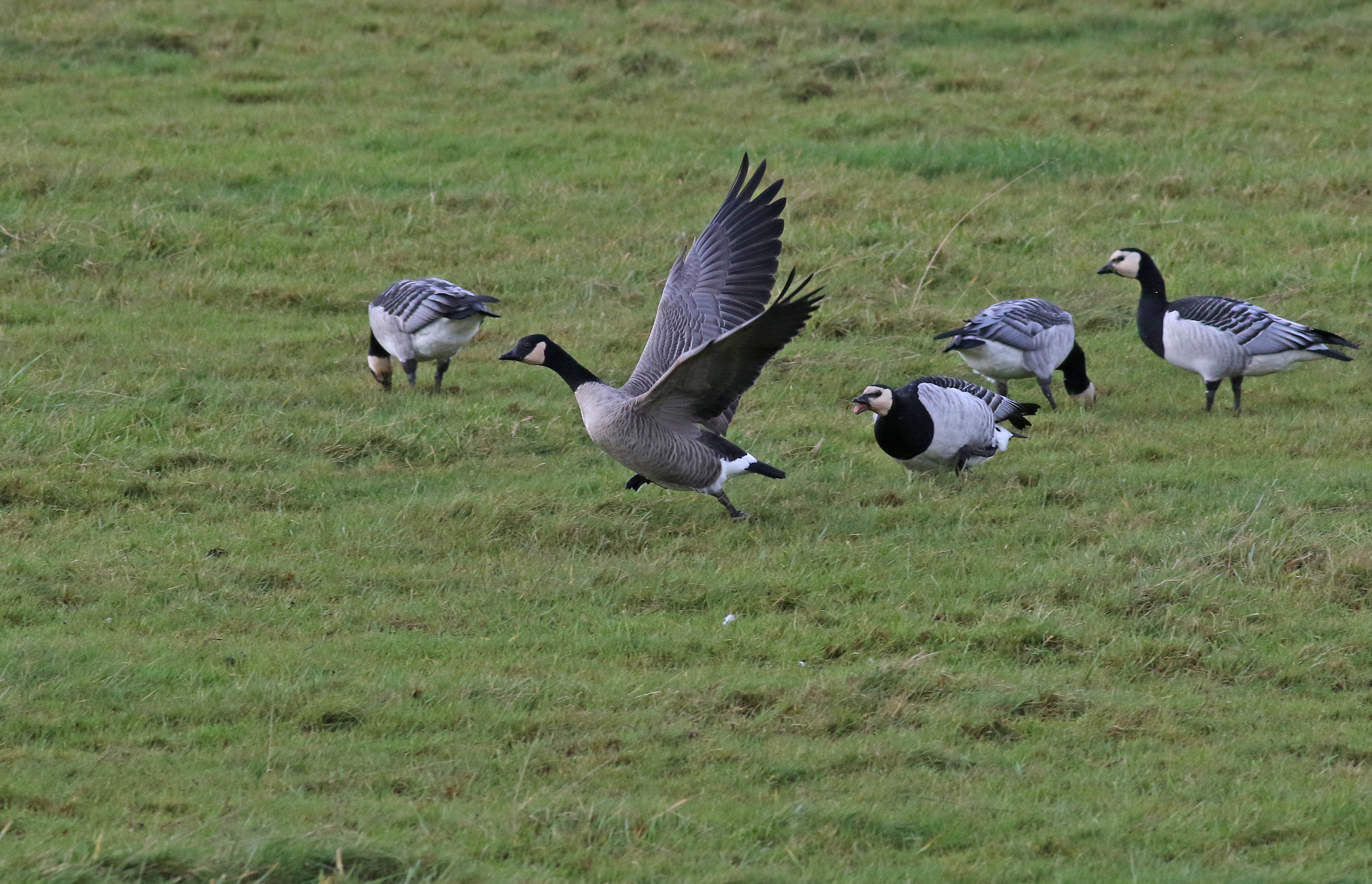 Richardson's Cackling Goose by Nick Franklin - BirdGuides