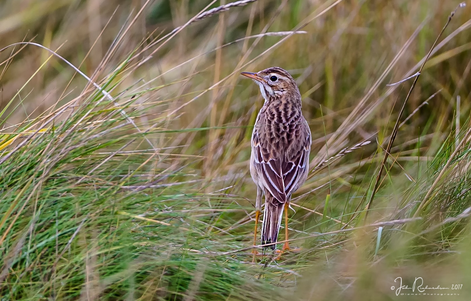 Richard's Pipit by John Richardson - BirdGuides