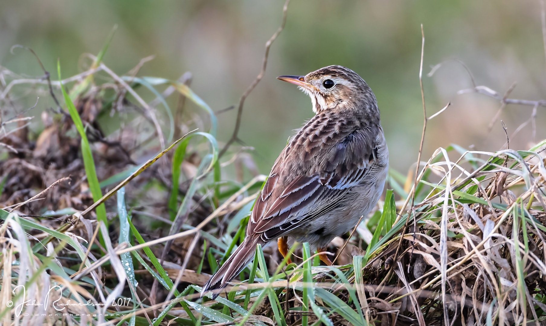 Richard's Pipit by John Richardson - BirdGuides