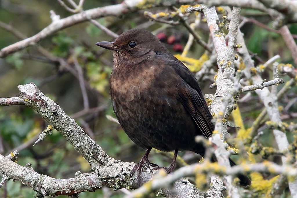 Ring Ouzel by David Hastings - BirdGuides