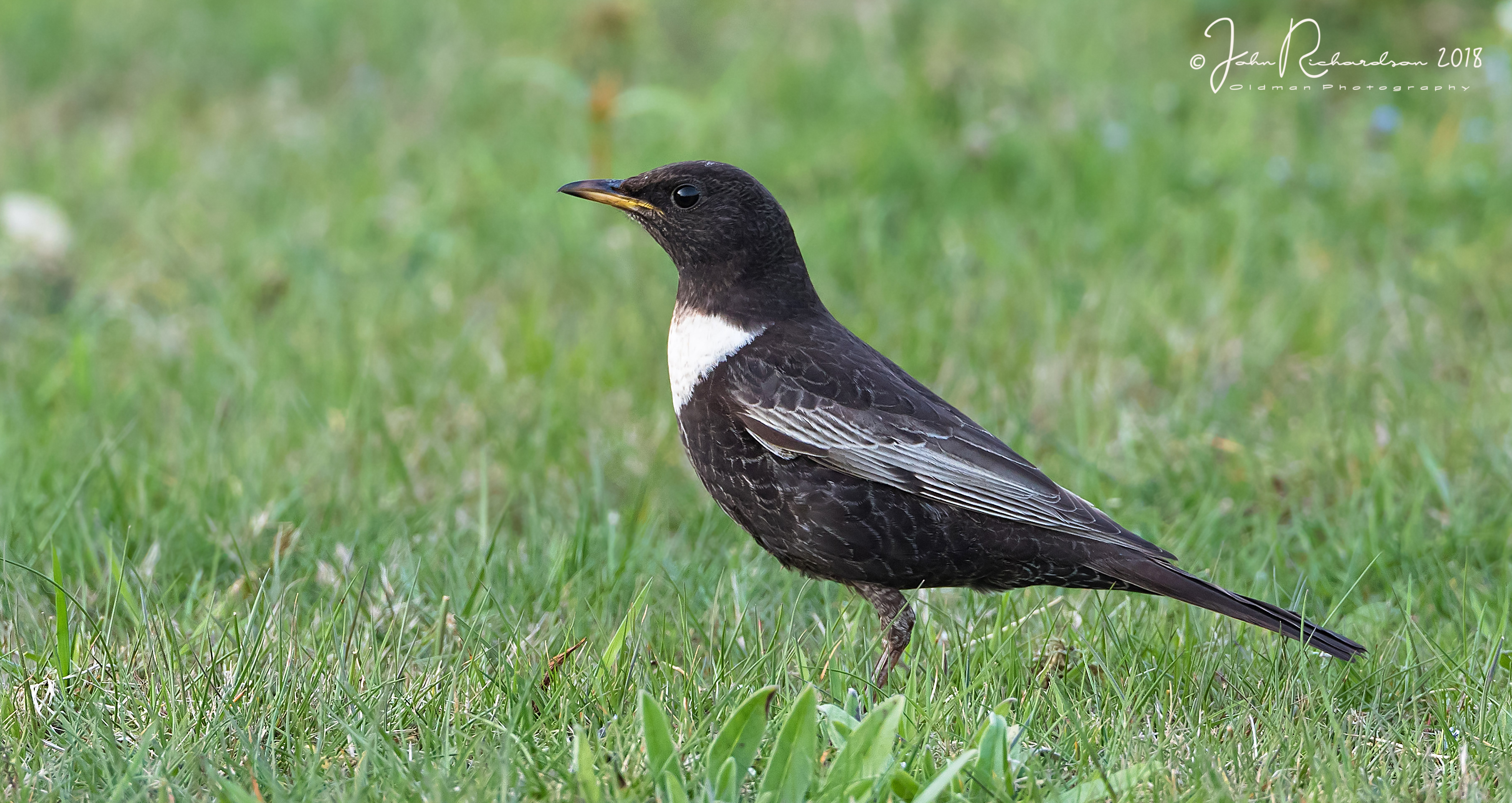 Ring Ouzel by John Richardson - BirdGuides