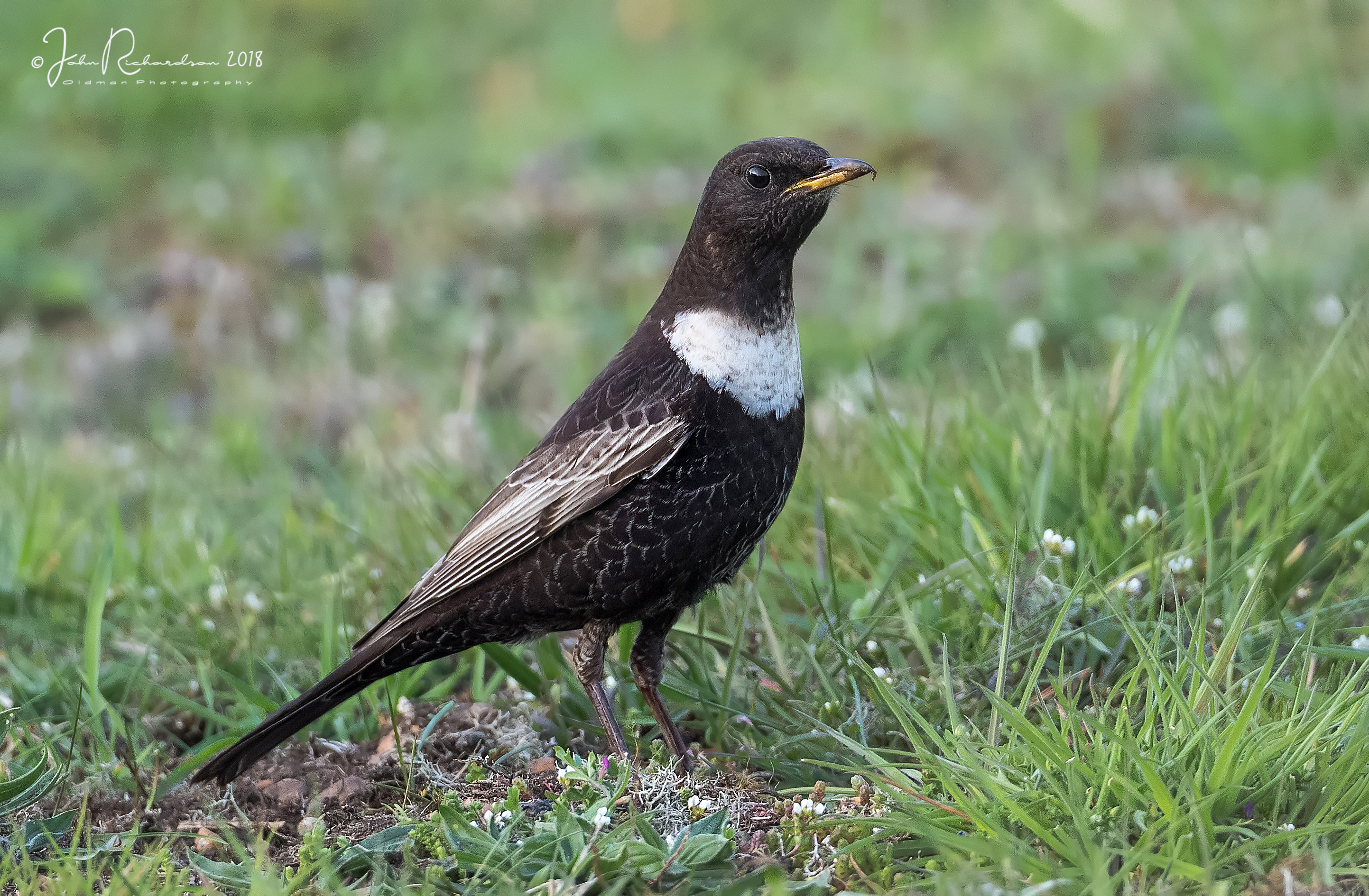 Details : Ring Ouzel - BirdGuides