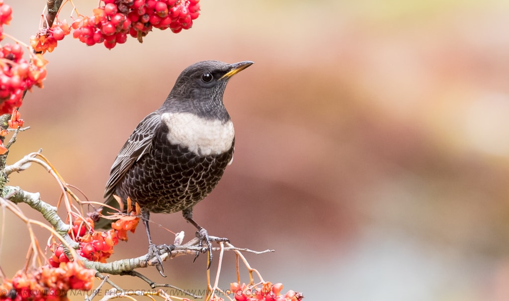 Ring Ouzel by Mark Wilson - BirdGuides