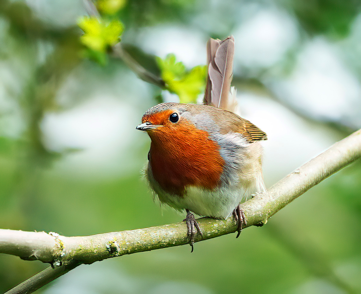 European Robin by John Derick Elvidge - BirdGuides