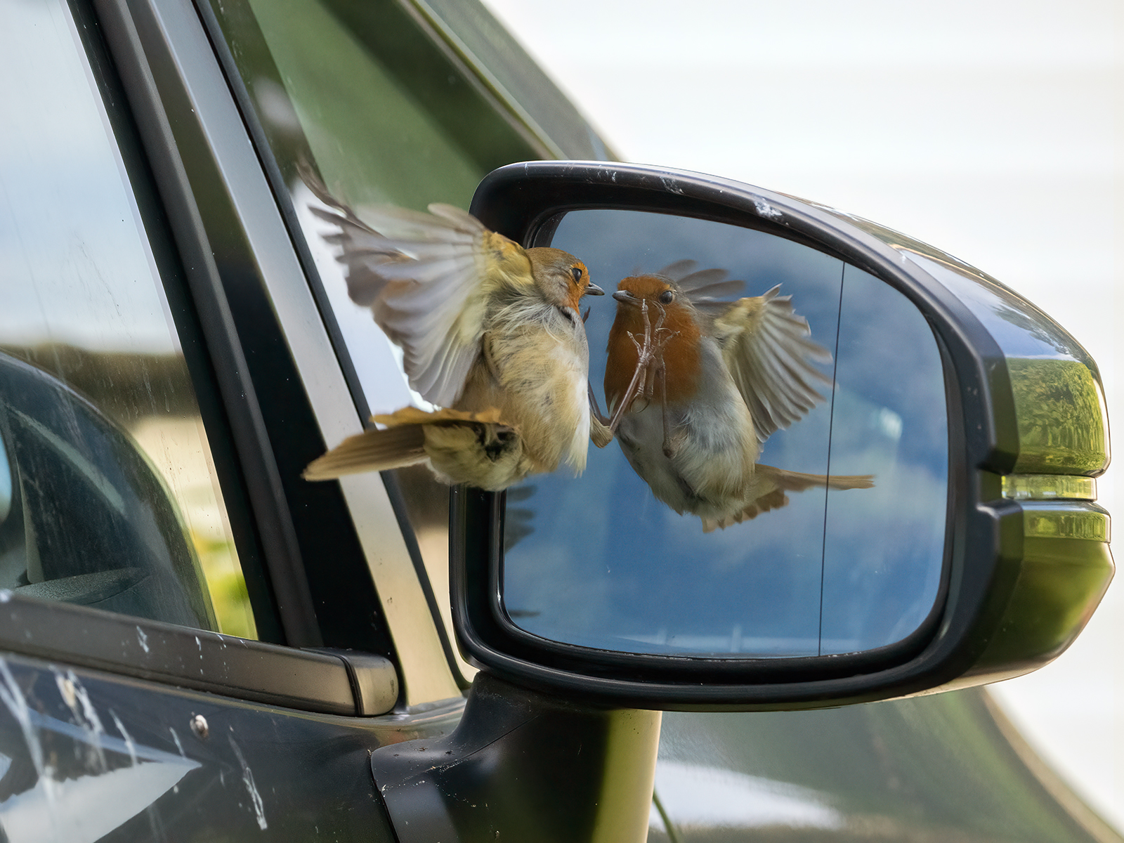 European Robin by Edmund Fellowes - BirdGuides
