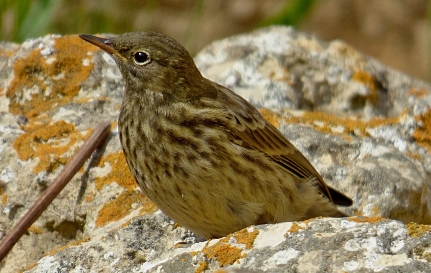 Rock Pipit by Jarrow birder - BirdGuides