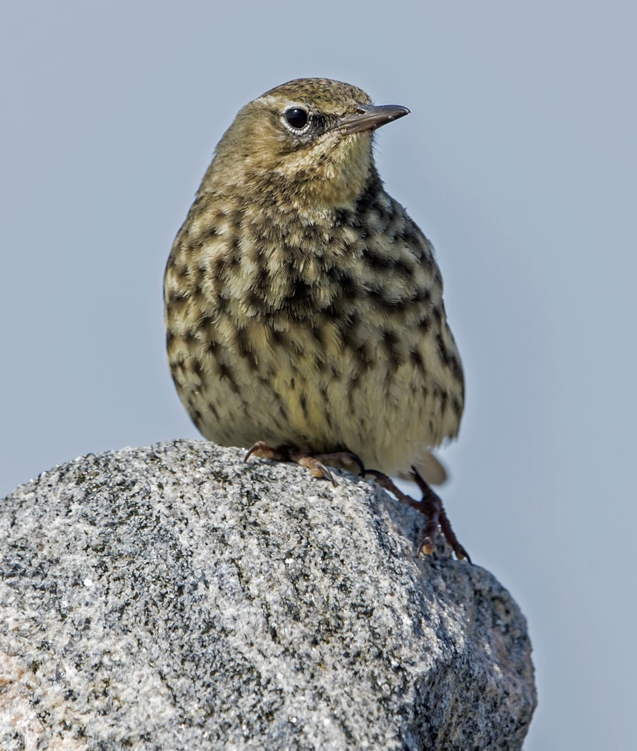 Rock Pipit by Martyn Jones - BirdGuides