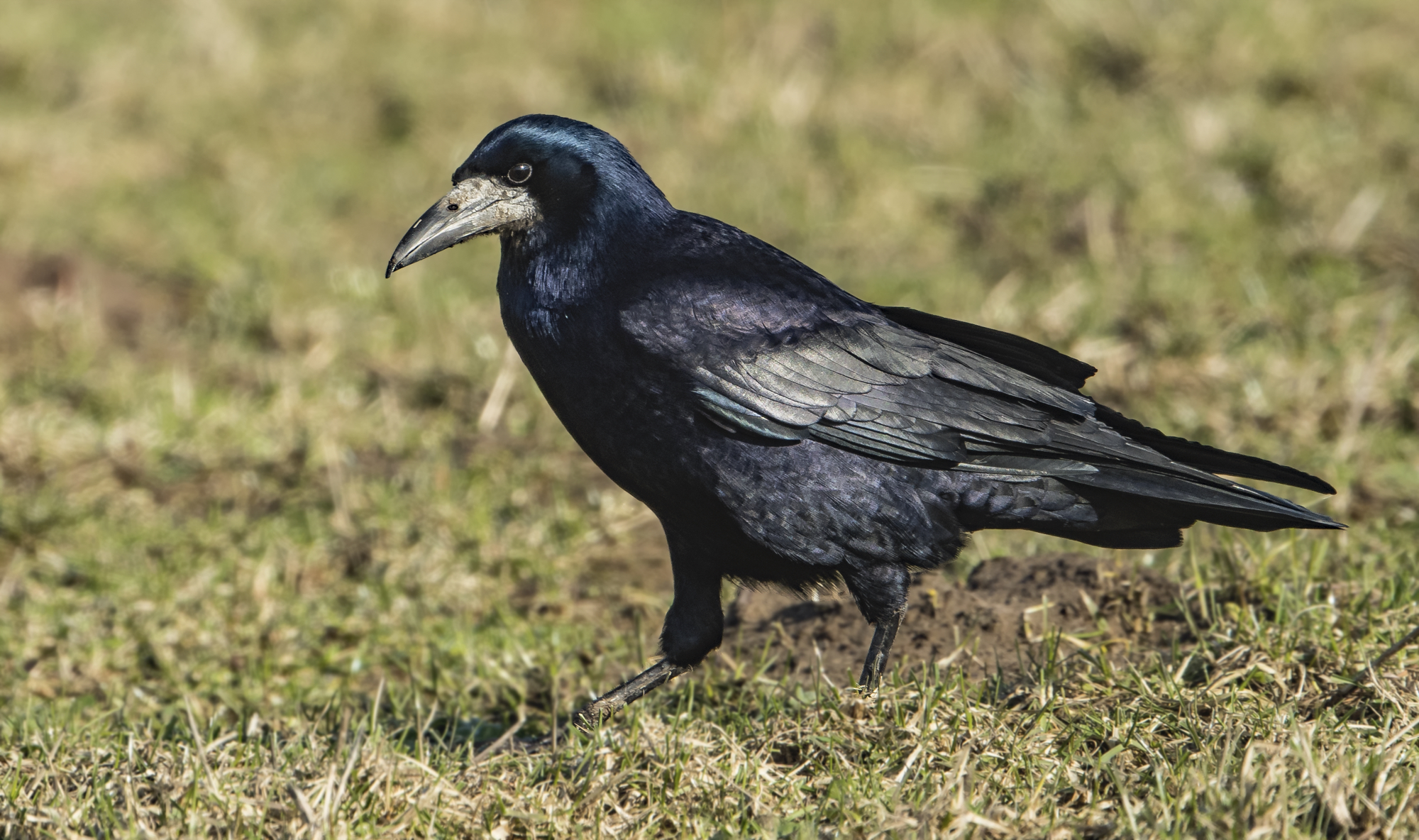 Rook by Martyn Jones - BirdGuides