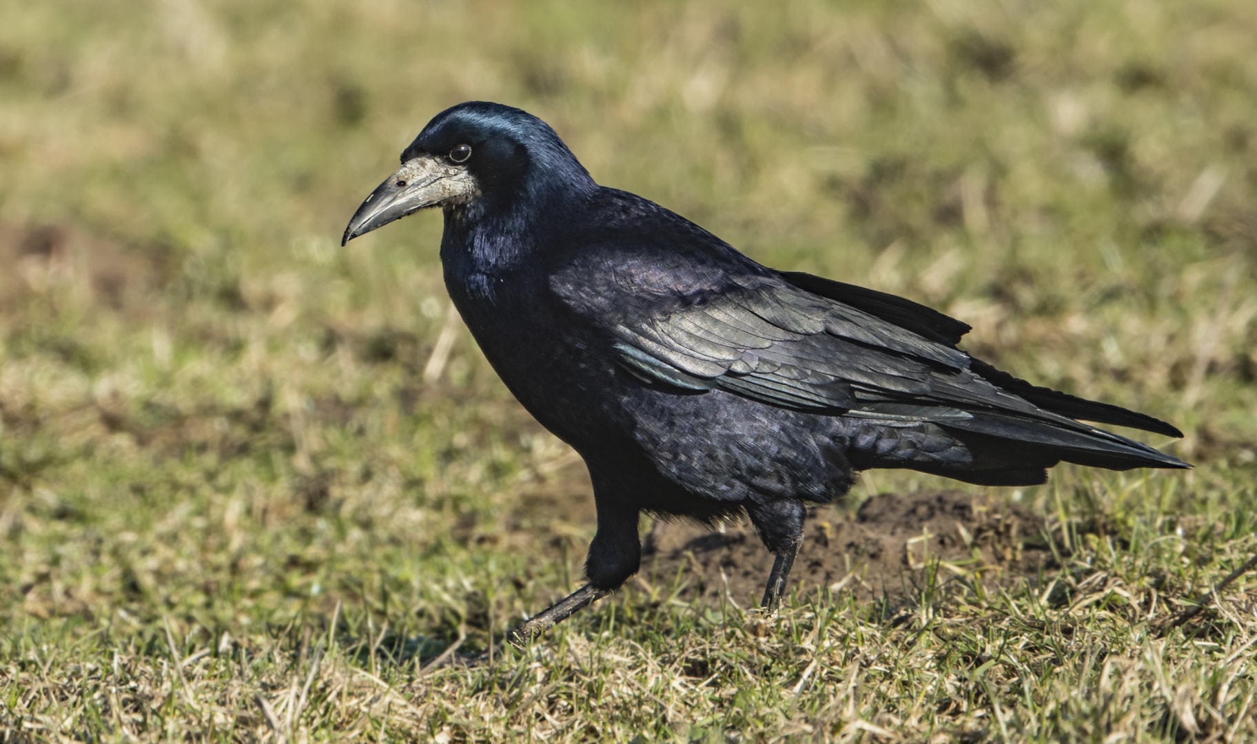Rook by Martyn Jones - BirdGuides