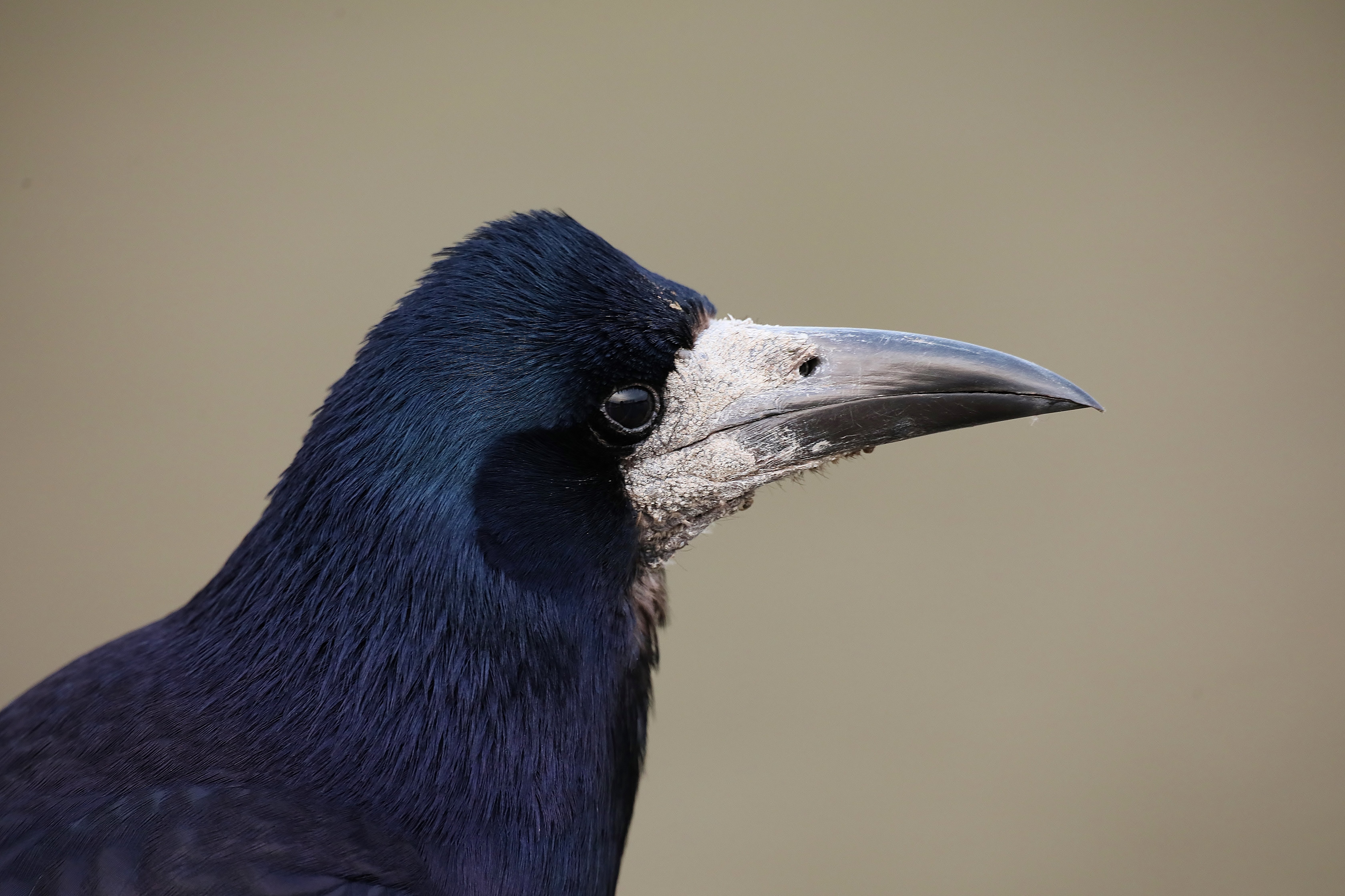 Rook by Clive Daelman - BirdGuides