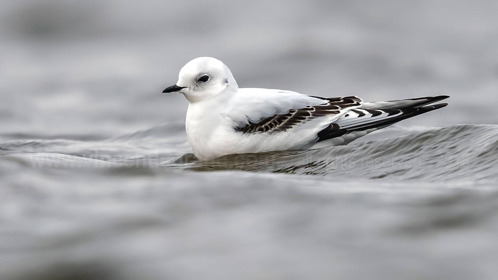 Ross's Gull by Vincent Legrand - BirdGuides