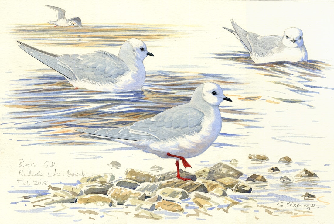 Ross's Gull by Stephen Message - BirdGuides