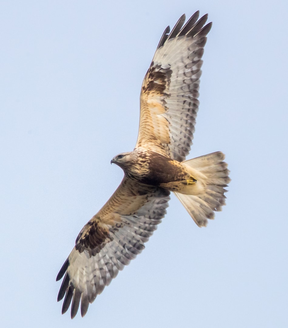 Rough-legged Buzzard by Peter Garrity - BirdGuides