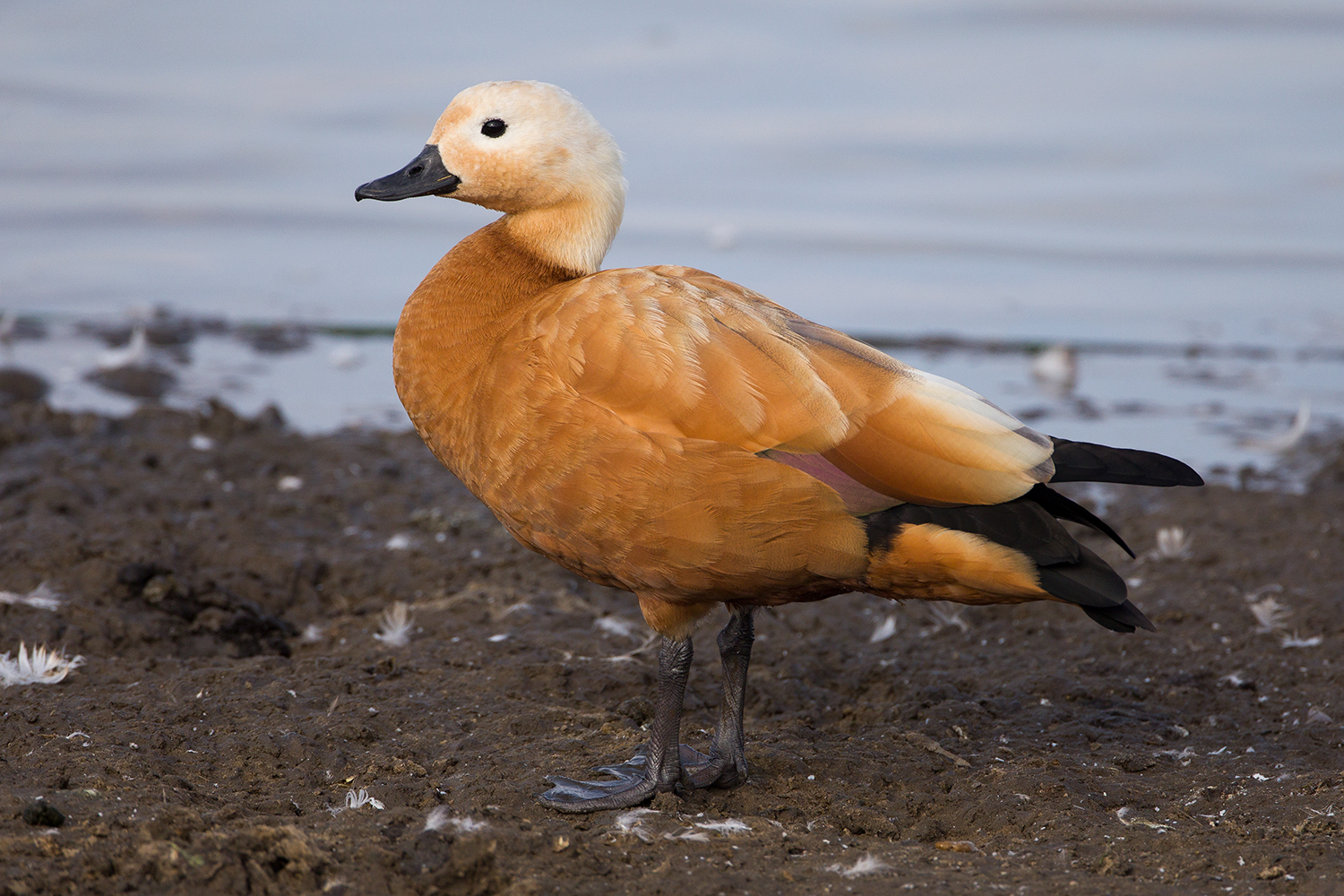 Details : Ruddy Shelduck - BirdGuides