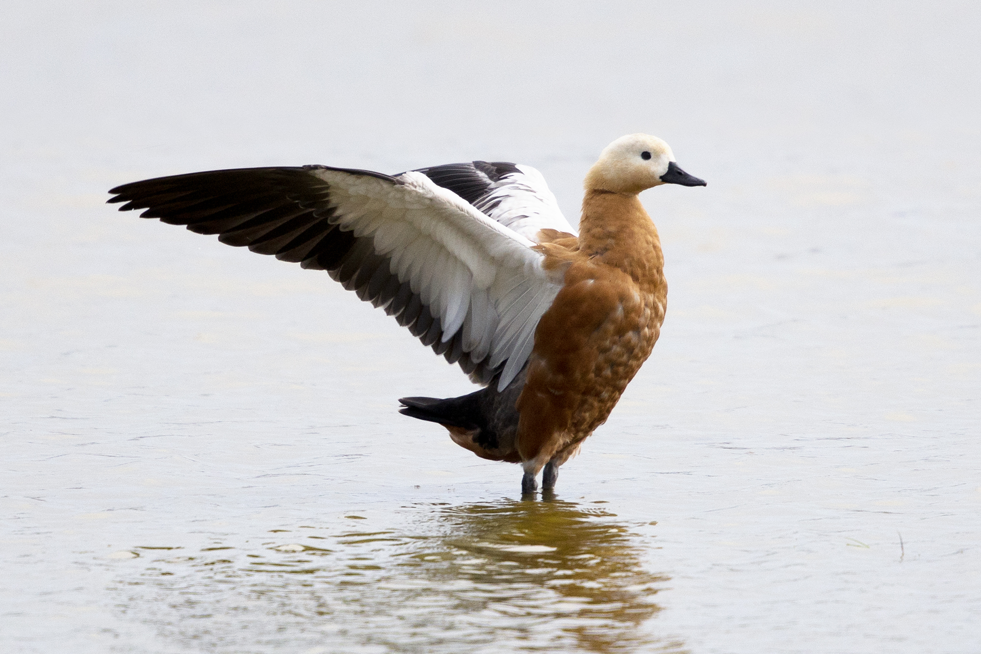Ruddy Shelduck by Gary Woodburn - BirdGuides