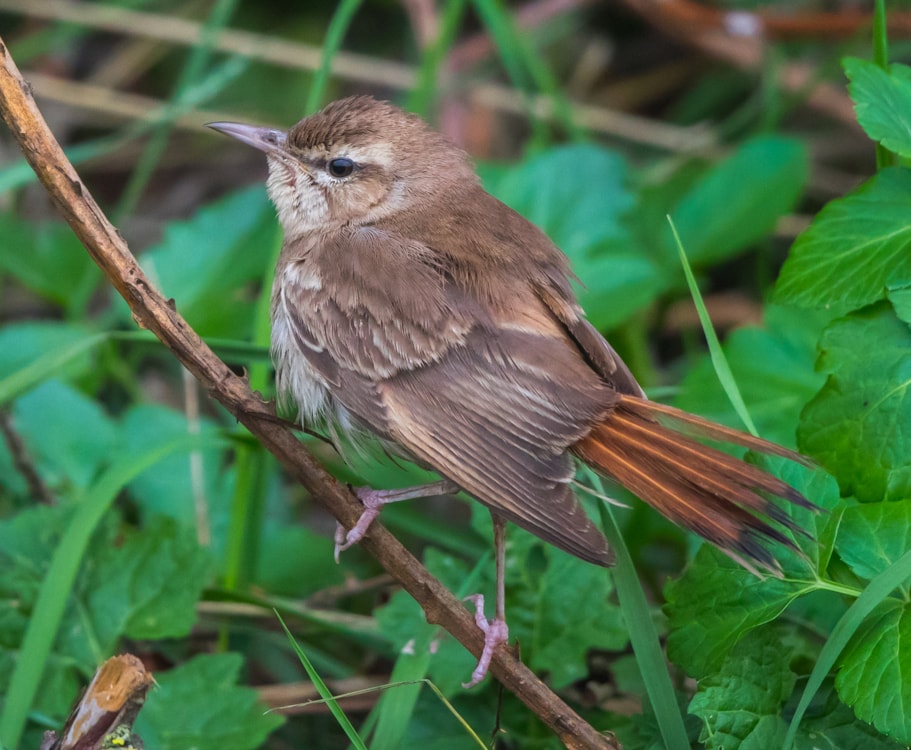 Rufous-tailed Scrub Robin by Peter Garrity - BirdGuides