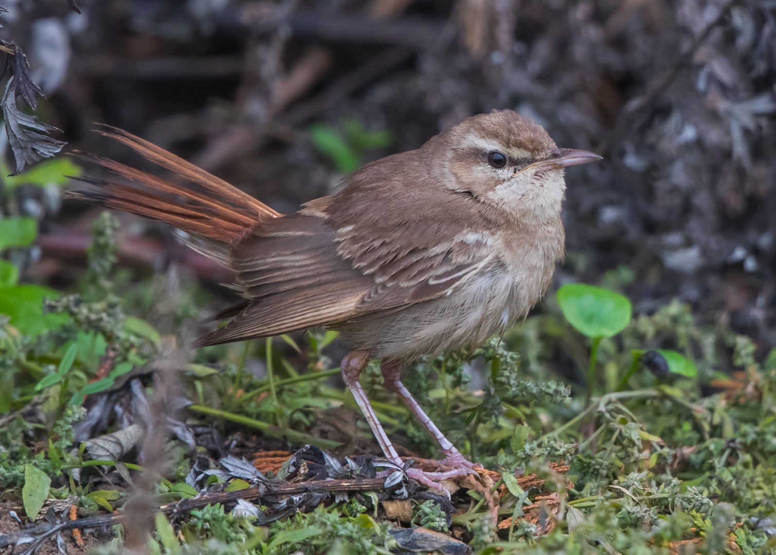 Rufous-tailed Scrub Robin by Peter Garrity - BirdGuides