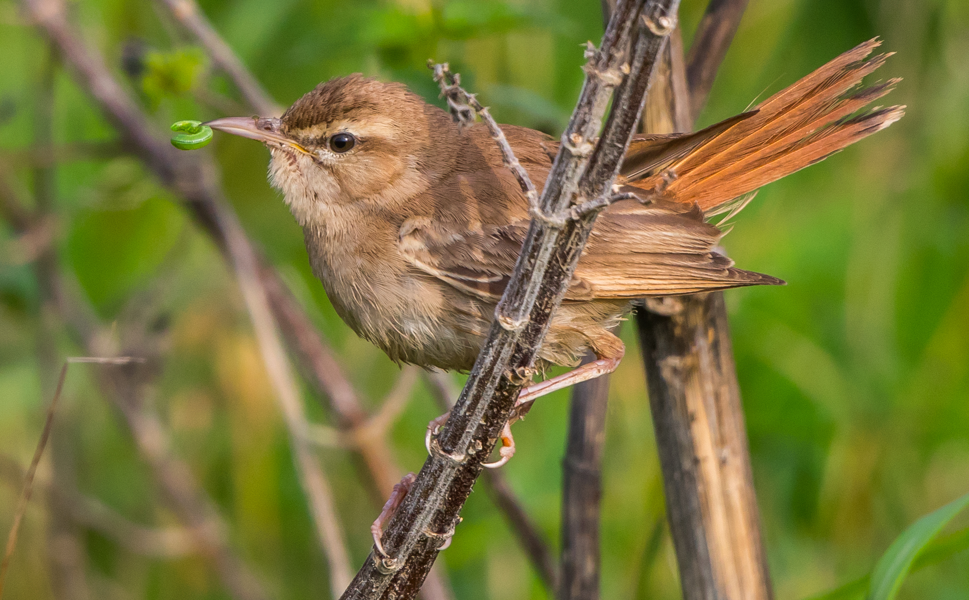 Details : Rufous-tailed Scrub Robin - BirdGuides
