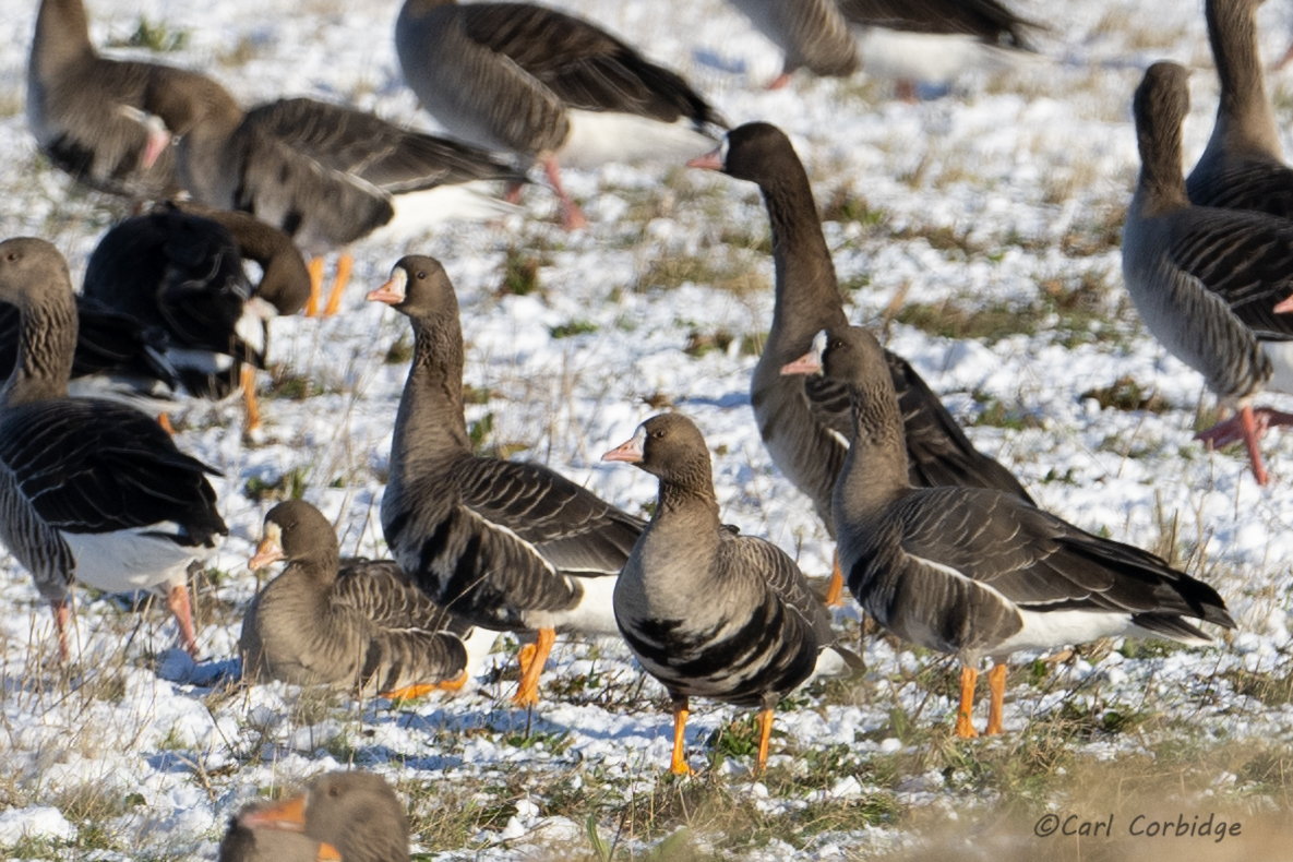 Russian White-fronted Goose by Carl Corbidge - BirdGuides