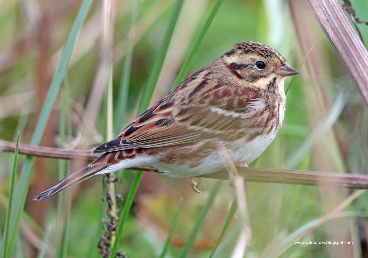 Rustic Bunting by Simon Rix - BirdGuides