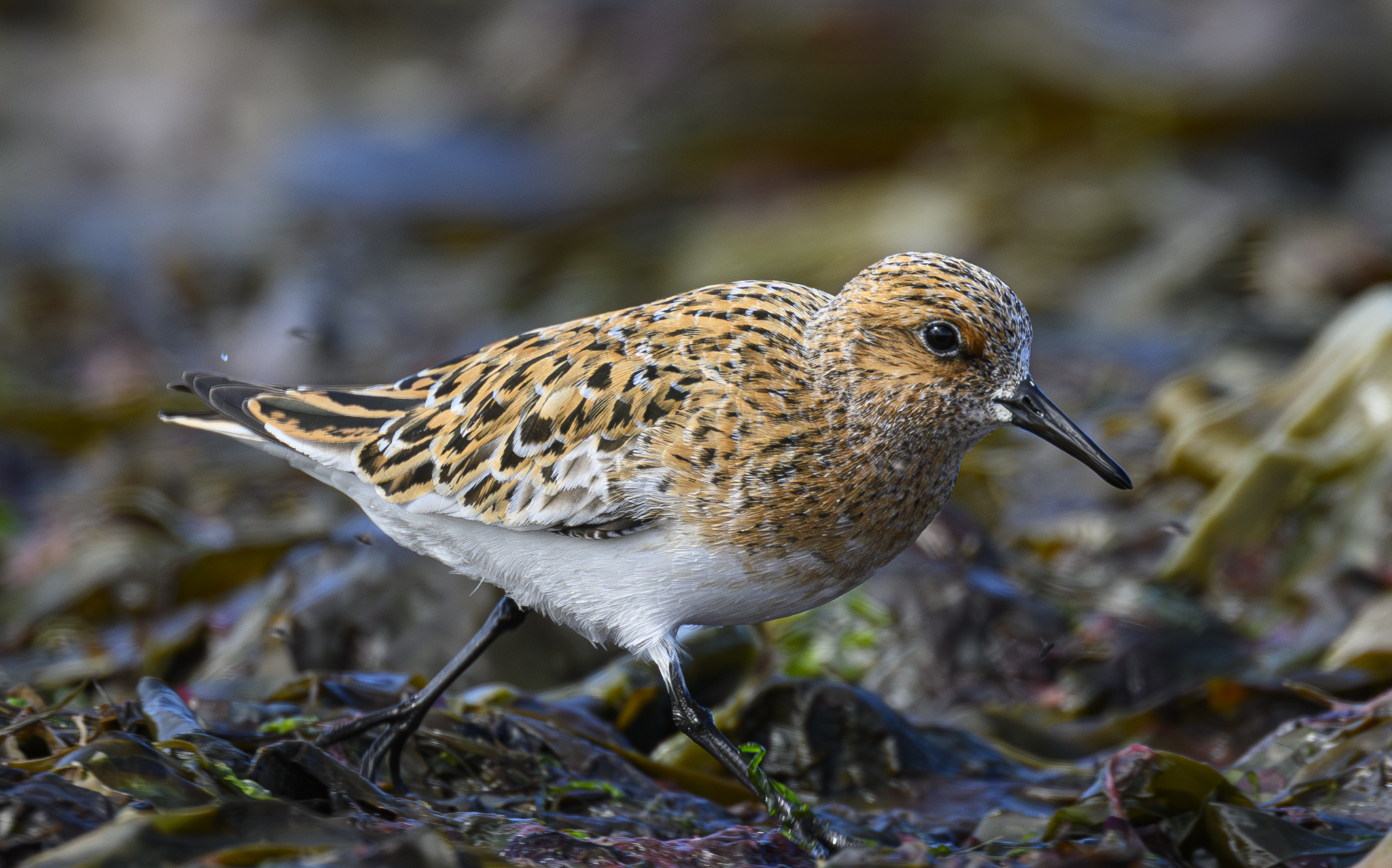 Sanderling by Ron Macdonald - BirdGuides