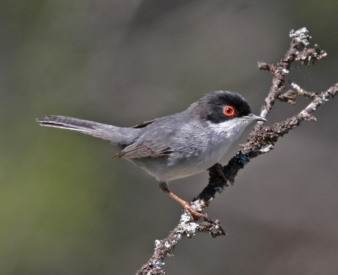 Sardinian Warbler by Bruce Kerr - BirdGuides