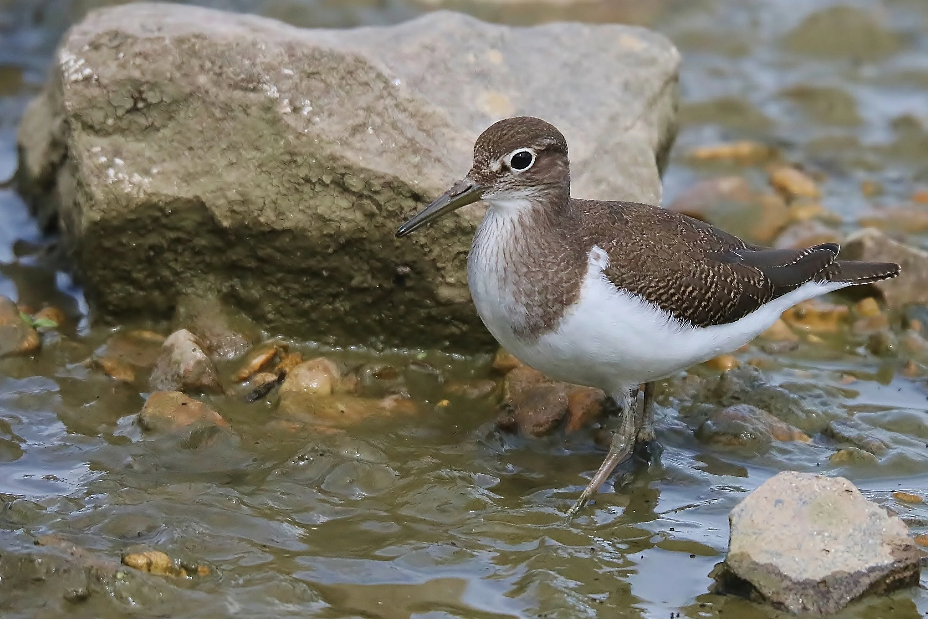 Details : Common Sandpiper - BirdGuides