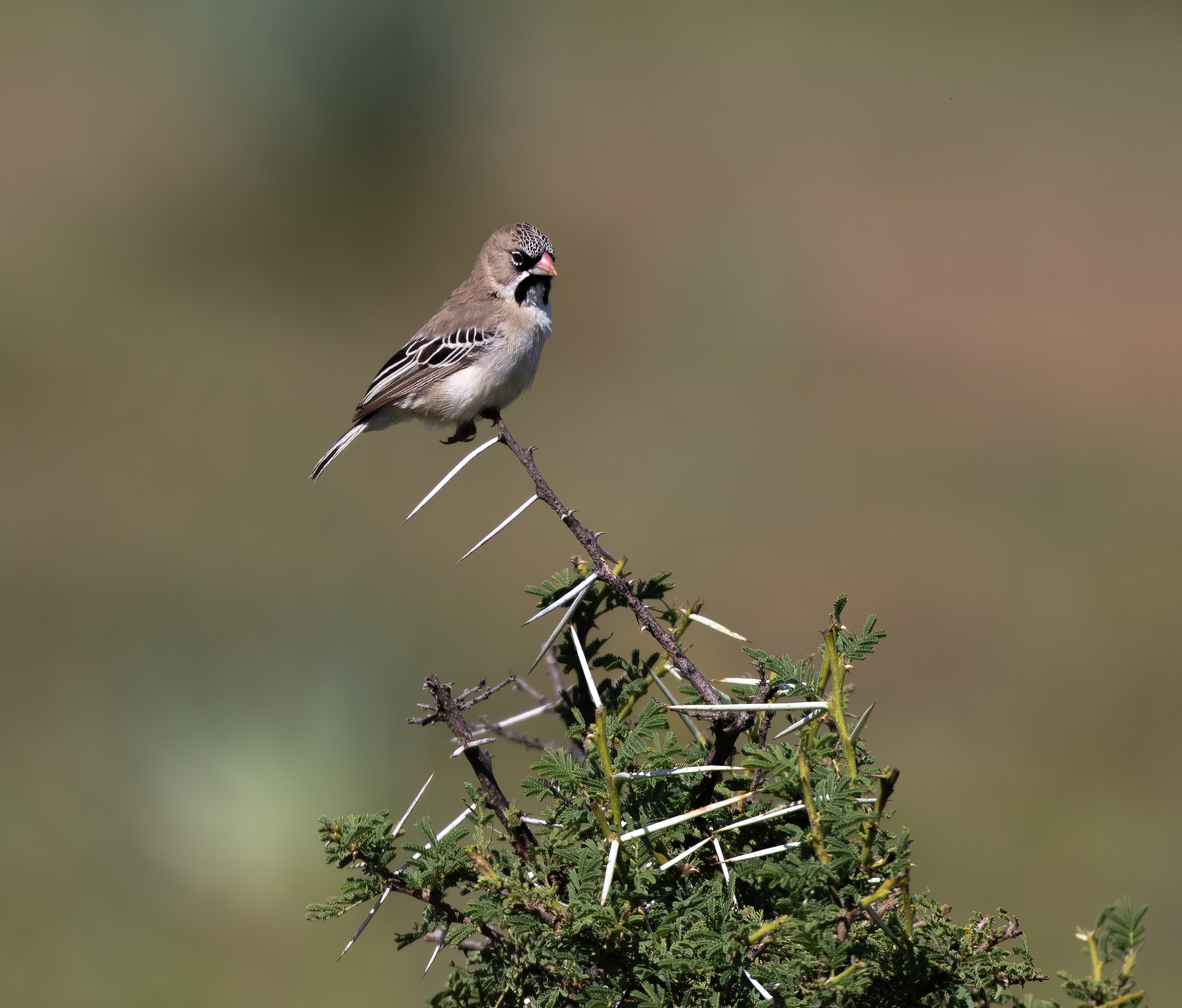 Scaly-feathered Weaver by Tony Fothergill - BirdGuides
