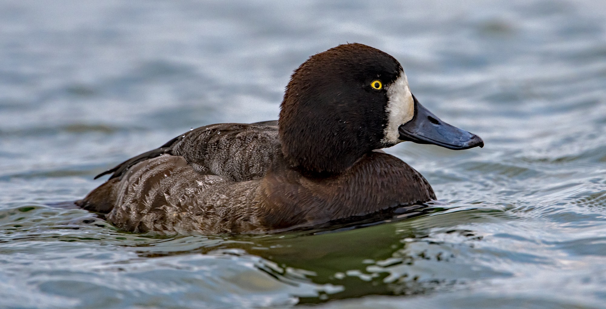 Greater Scaup by Martyn Jones - BirdGuides