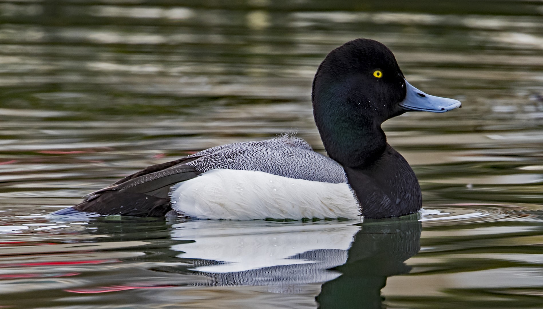Greater Scaup by Martyn Jones - BirdGuides