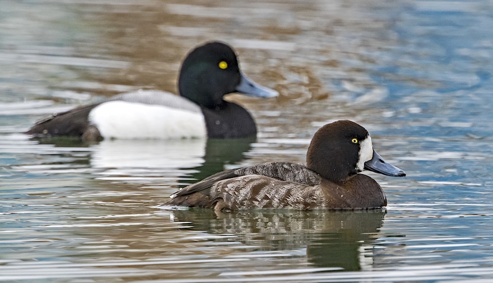 Greater Scaup by Martyn Jones - BirdGuides